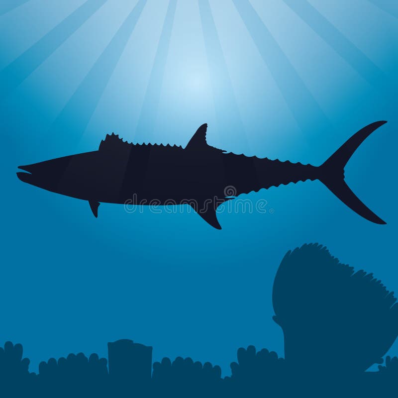 Narrow-barred Spanish Mackerel Silhouette. Vector Illustration ...
