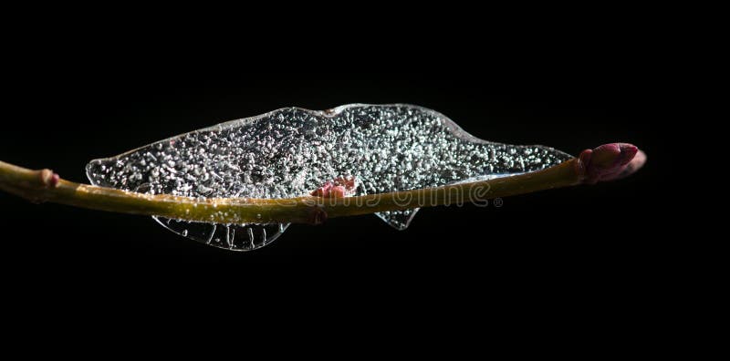 A Narrow Branch is Covered in Ice. Small Bubbles are Visible in the Ice ...