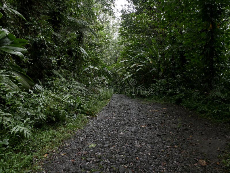 A Narrow Dirt Path Winds through the Dense Vegetation of a Rainforest ...