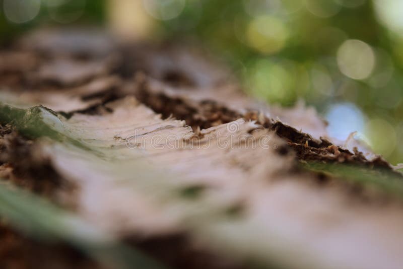 The Narrow Field of View of a Tree Trunk Stock Photo - Image of sight ...