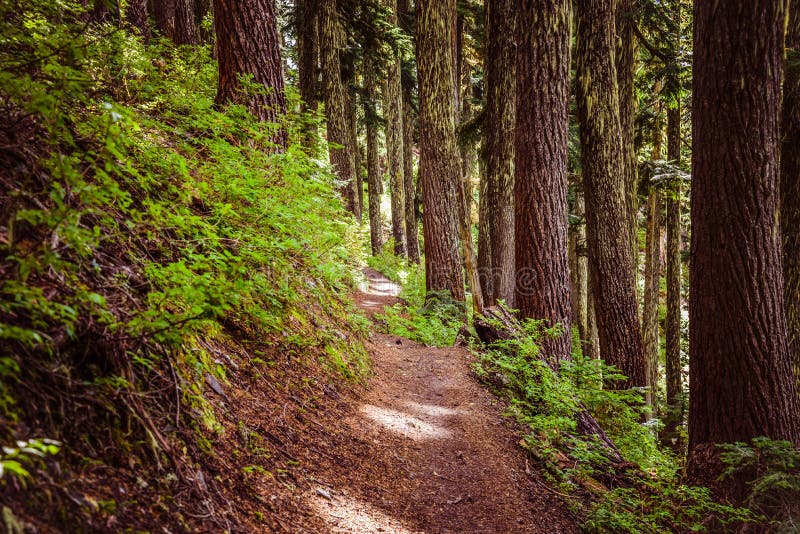 Narrow Footpath in the Forest Stock Photo - Image of horizontal, ground ...