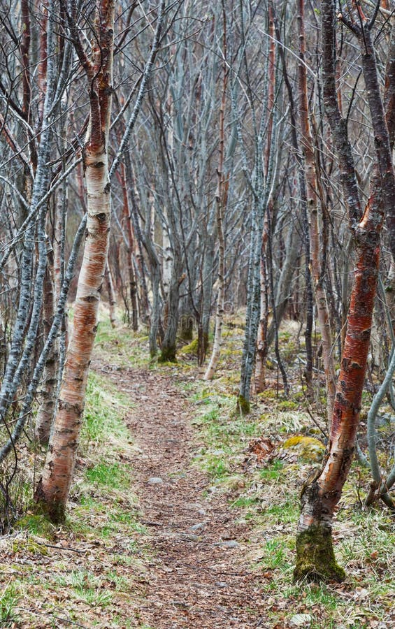Narrow Footpath Goes through the Forest Stock Photo - Image of ...