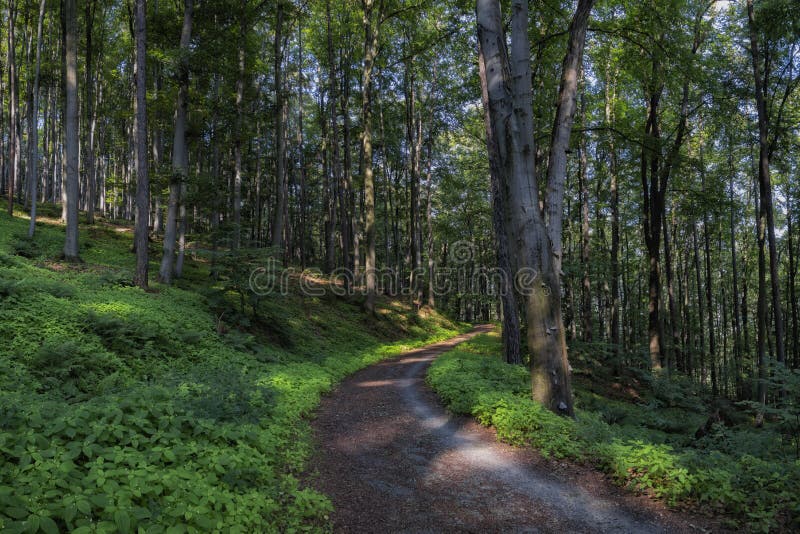 Narrow Footpath through a Green Forest Stock Photo - Image of trekking ...