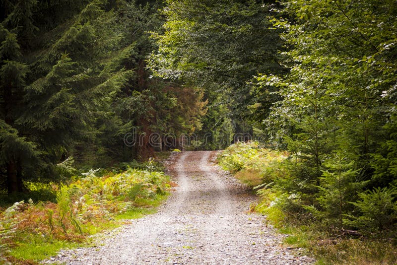 Narrow Footpath in the Green Forest Stock Photo - Image of road ...
