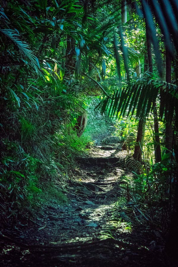 Narrow Footpath in the Jungle Stock Image - Image of rock, environment ...