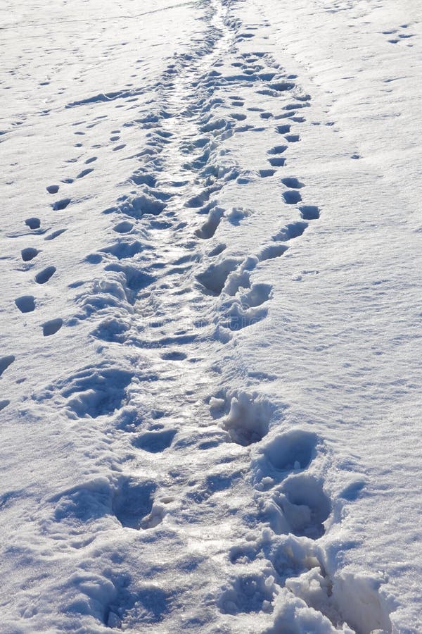 Narrow Footpath in the Snow Stock Image - Image of fine, shiny: 28555073
