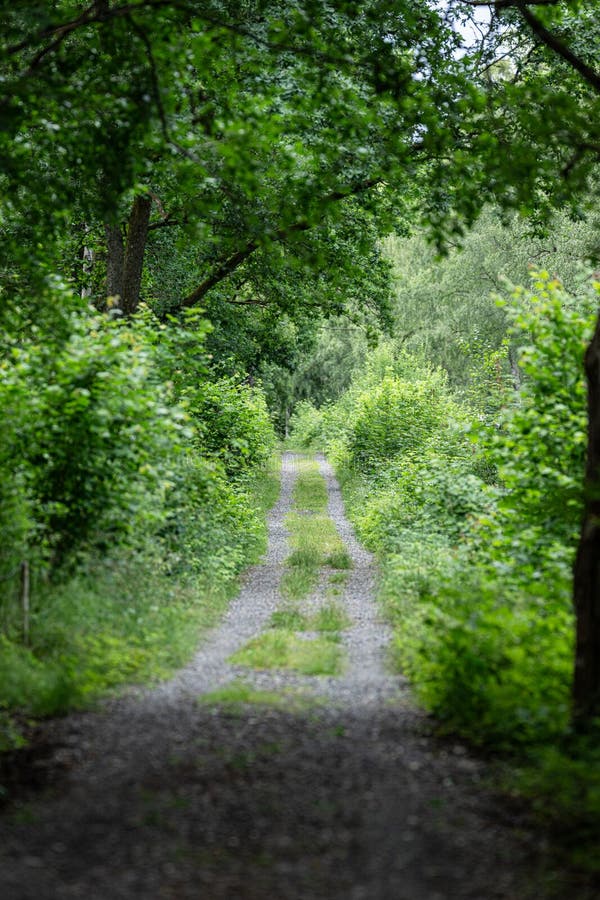Narrow Forest Gravel Road in Light Summer Rain.. Stock Image - Image of outdoor, outdoors: 402505189