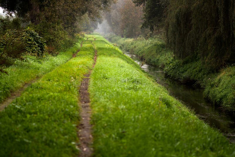 Narrow forest path stock image. Image of path, myst, creek - 45192979