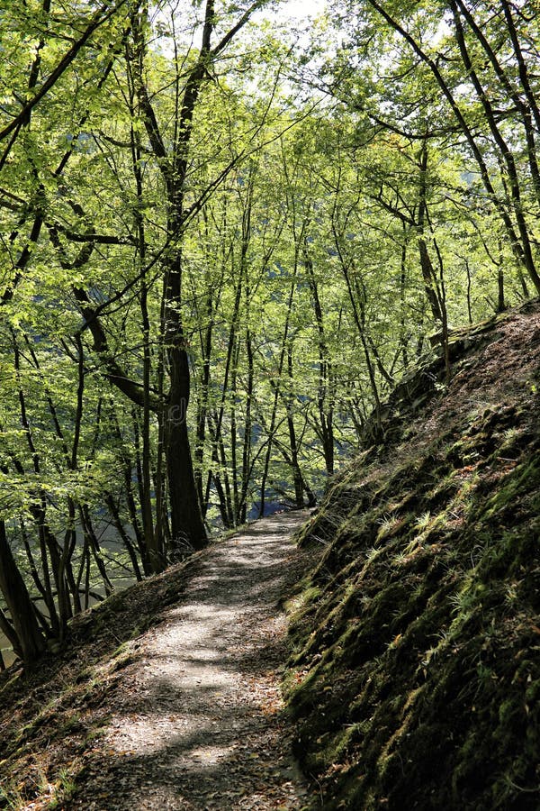 Narrow Forest Path in the Hill Stock Image - Image of leaves, path ...