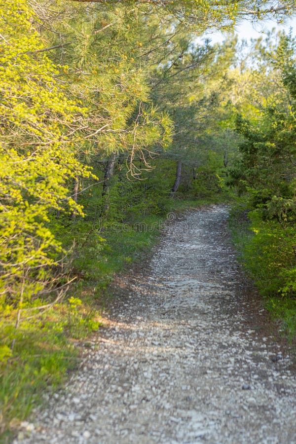 Narrow Forest Path Leads through Mixed Forest Stock Photo - Image of ...