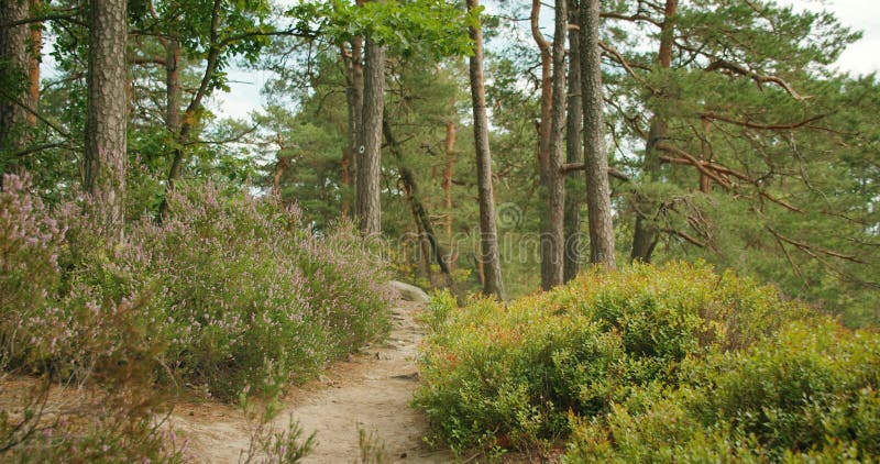 A Narrow Forest Path Lined with Blooming Heather and Pine Trees with a ...