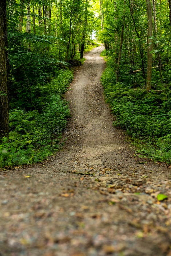 Narrow Forest Path with a Steep Incline.. Stock Image - Image of ...