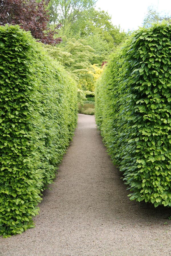 Two Beech Hedges. stock image. Image of nature, pathway - 331379045