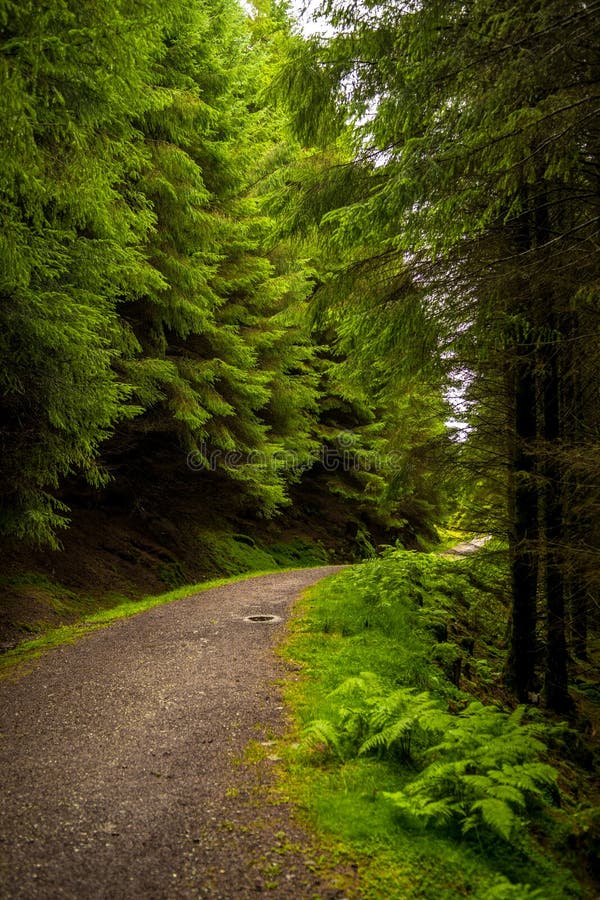 Narrow Gravel Path through Conifer Forest in Scotland Stock Photo ...