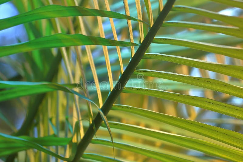 Narrow Green Leaf of Palm Tree Stock Image - Image of thin, natural ...