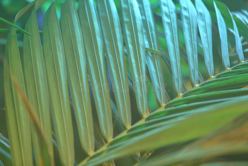 Narrow Green Leaf of Palm Tree Stock Photo - Image of leaf, delicate ...