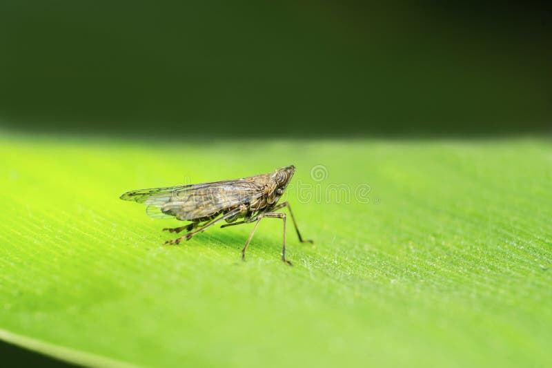 Narrow Headed Treehopper Species, Satara, Maharashtra Stock Image ...