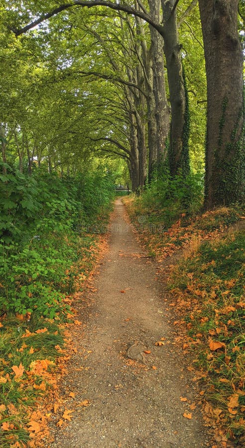 Narrow Hiking Path through a Dense Forest with Trees on Both Sides ...