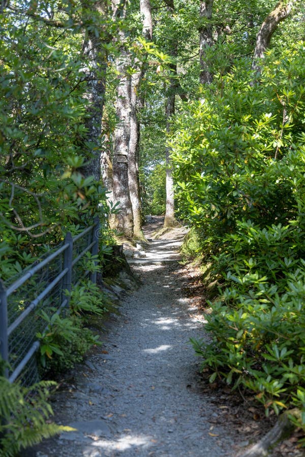 Narrow Hiking Trail in the Forest, Vertical Editorial Photo - Image of ...