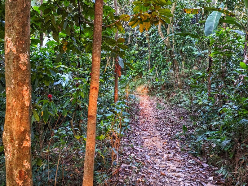 A Narrow, Leaf-strewn Path Winding through a Dense, Lush Tropical ... A Narrow, Leaf-strewn Path Winding through a Dense, Lush Tropical ...