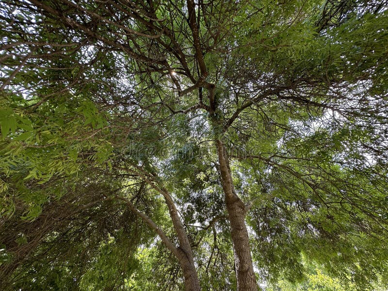 Narrow-leaved Ash (lat. - Fraxinus Angustifolia) Large Deciduous Tree ...