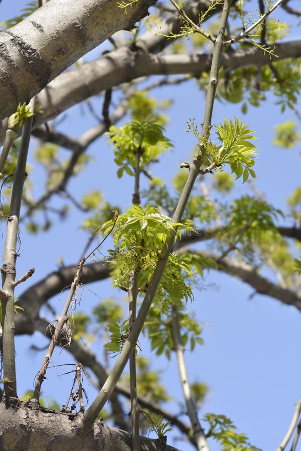 Narrow-leaved ash stock photo. Image of foliage, branches - 182371558