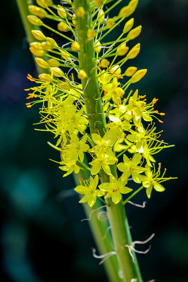 Narrow Leaved Foxtail Lily Eremurus Stenophyllus Stock Image - Image of ...