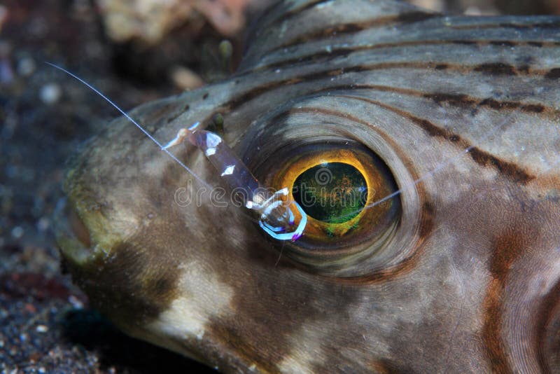 Narrow-lined puffer stock image. Image of diving, marine - 35608077