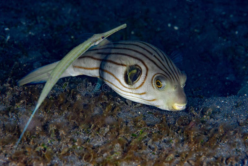 Narrow Lined Pufferfish Arothron Manilensis Stock Photo - Image of ...