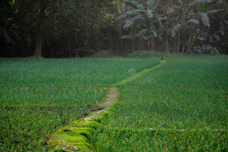 603 Narrow Path Wide Stock Photos - Free & Royalty-Free Stock Photos ...