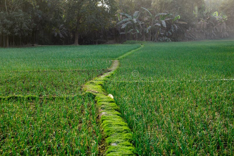 A Narrow Long Path Covered with Green Grass. Green Crops on Both Sides ...