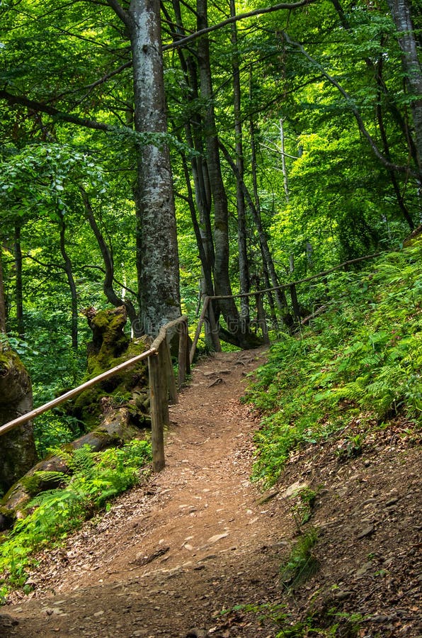 Narrow Mountain Path In Nature Stock Photo - Image of summer, plant ...