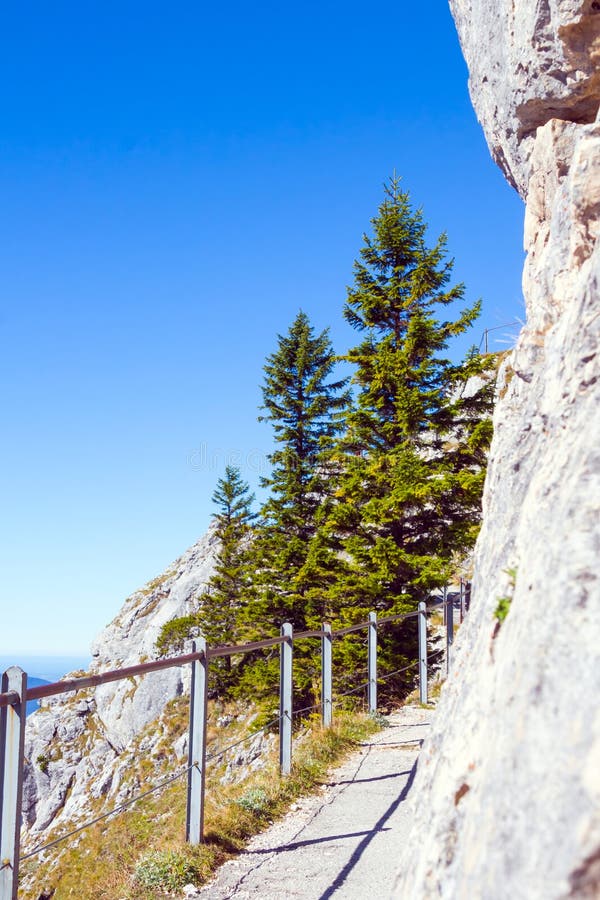 Narrow Mountain Path or Trail in Summer. the Path Ends. Fir Tree ...