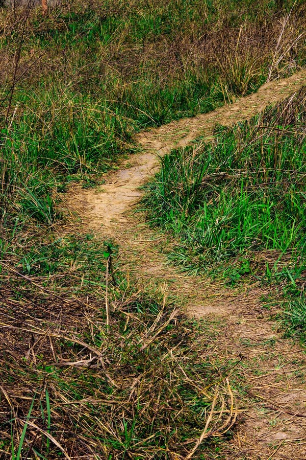 Narrow Muddy Road in a Grass Field. Stock Photo - Image of road, muddy ...