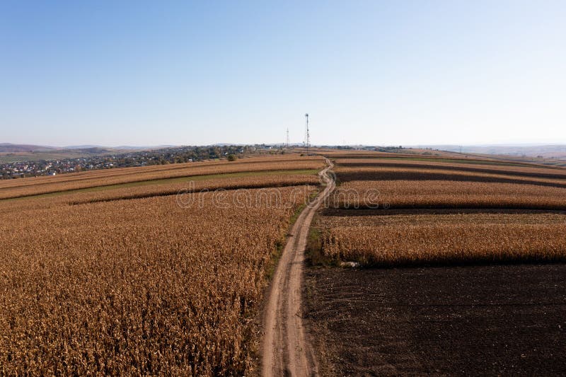 Narrow Path between of Agricultural Fields in the Daytime Stock Image ...