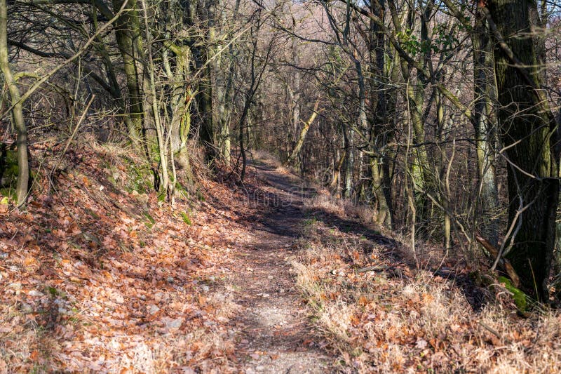 Narrow Path in the Autumn Forest Stock Photo - Image of hiking ...