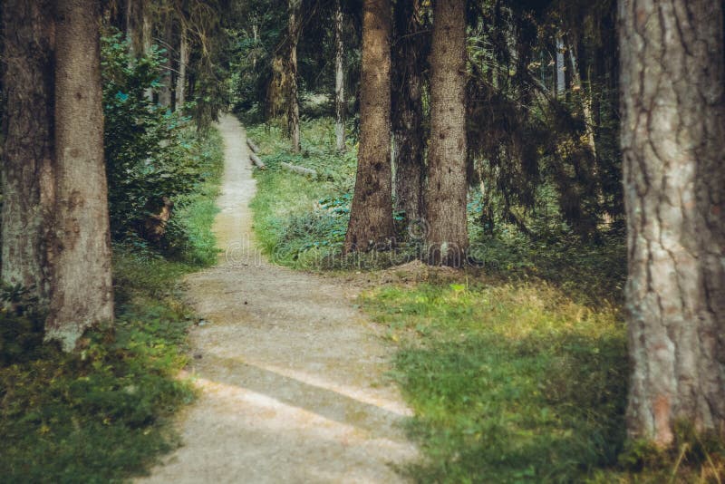 Narrow Path in a Beautiful Old Forest Stock Image - Image of narrow ...