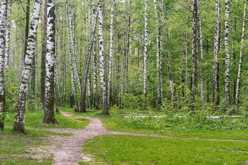 Narrow Path in the Birch Tree Grove Stock Photo - Image of birch, path ...