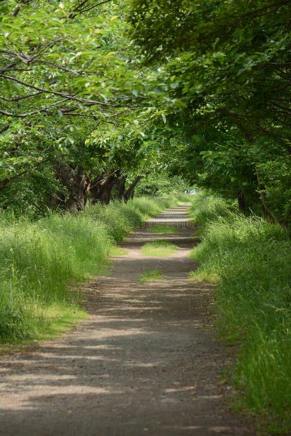 A narrow path stock photo. Image of spring, narrow, lane - 149411142