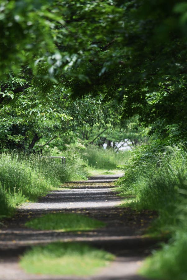 A narrow path stock image. Image of season, landscape - 149411153