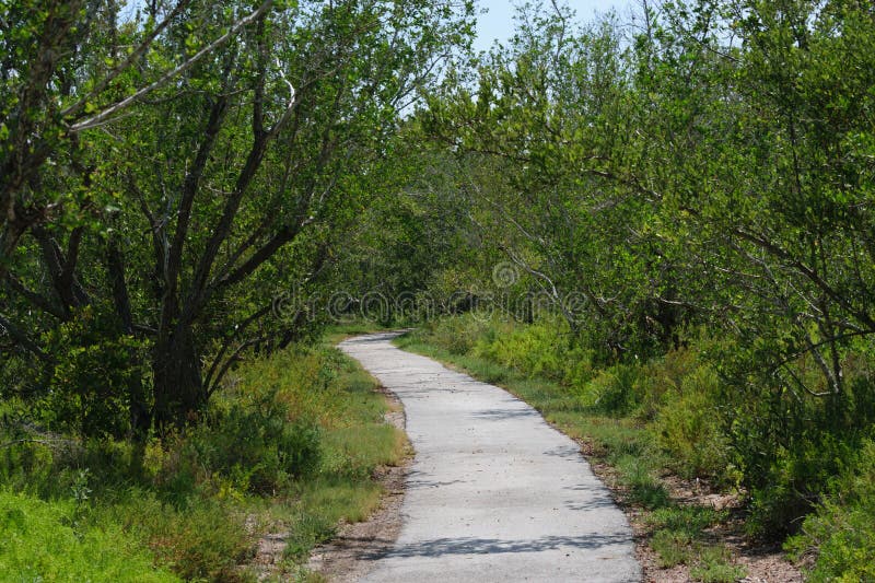 Narrow Path through Dense Forest Stock Photo - Image of rural, nature ...