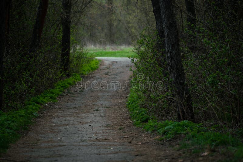Narrow Path in the Forest. Spring Nature in the Wild Forest with ...