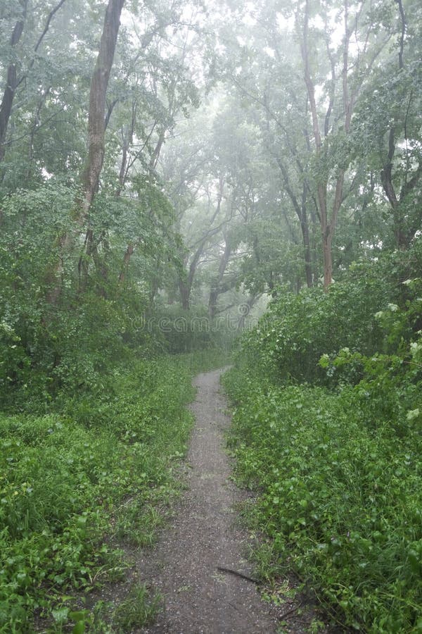 Narrow Path in a Dense Green Forest during Heavy Rain and Hail Stock ...