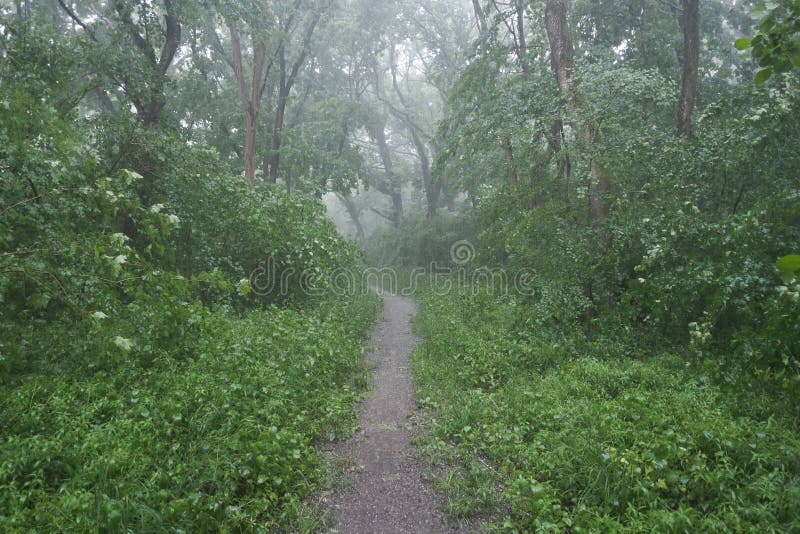 Narrow Path in a Dense Green Forest during Heavy Rain and Hail Stock ...