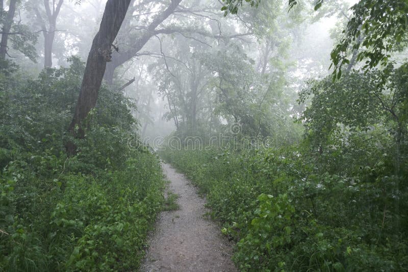 Narrow Path in a Dense Green Forest during Heavy Rain and Hail Stock ...