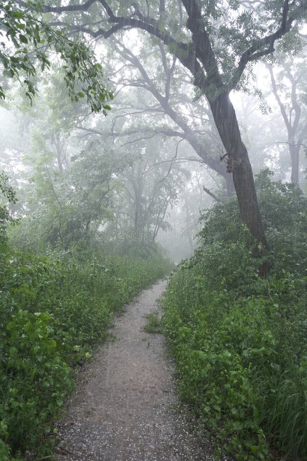 Narrow Path in a Dense Green Forest during Heavy Rain and Hail Stock ...
