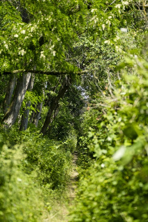 Narrow Path in Densely Overgrown Nature Reserve, National Park with ...