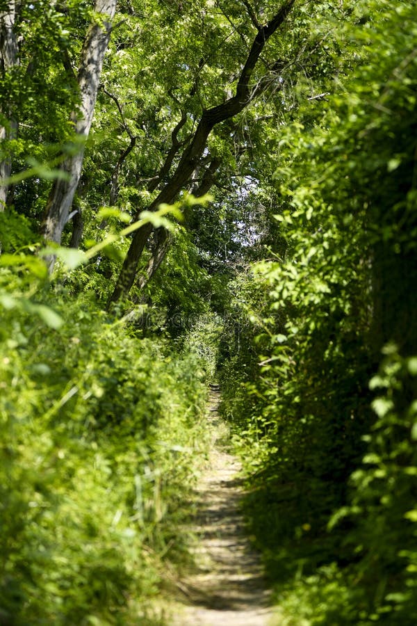 Narrow Path in Densely Overgrown Nature Reserve, National Park with ...