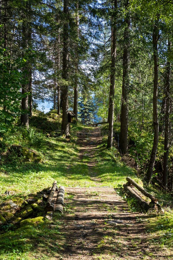 Narrow Path in a Forest in Fall in Sunny Weather - Vertical Shot Stock ...