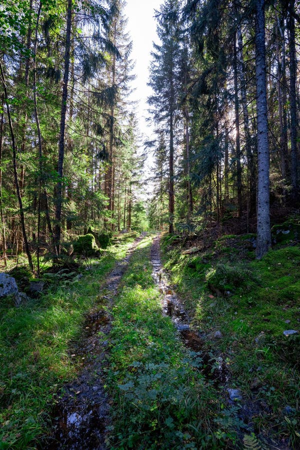 Narrow Path in a Forest in Fall - Vertical Shot Stock Photo - Image of ...